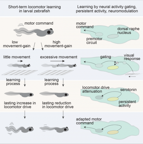Ahrens Lab | Janelia Research Campus